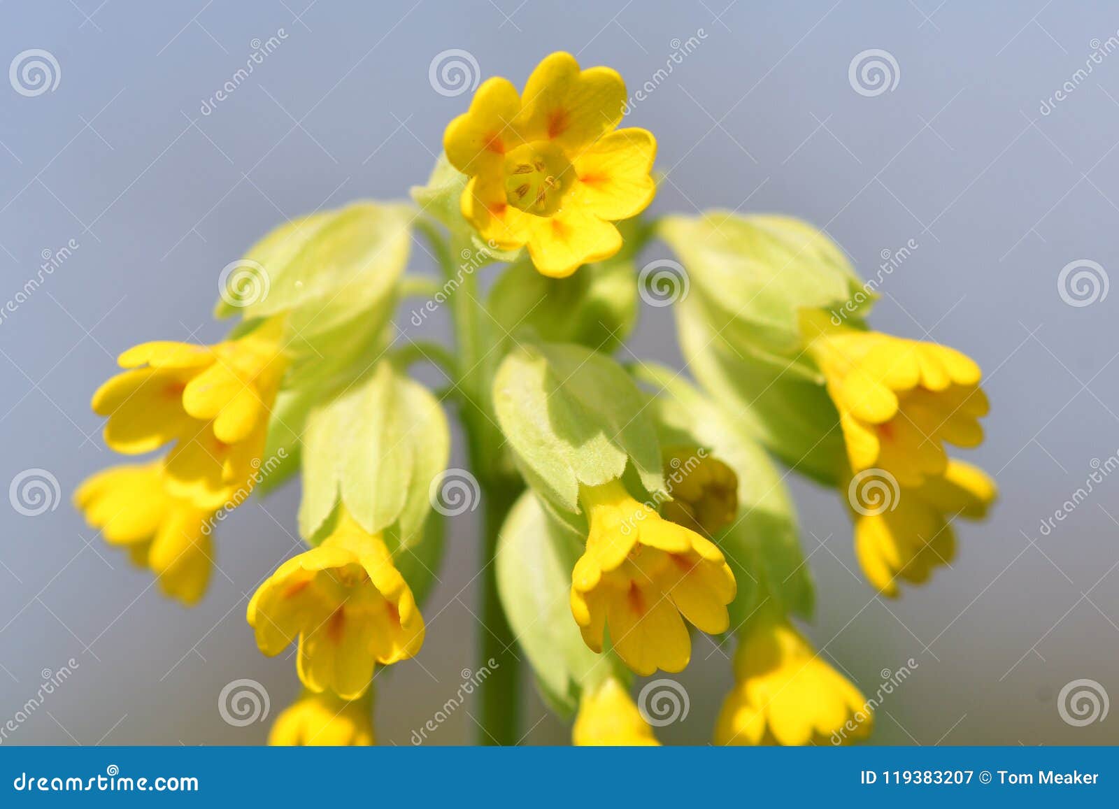 Cowslips primula veris stock image. Image of closeup - 119383207