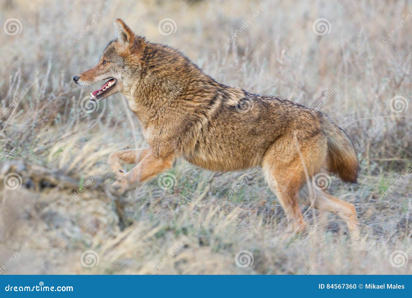 Close-up of coyote running stock photo. Image of predator - 84567360