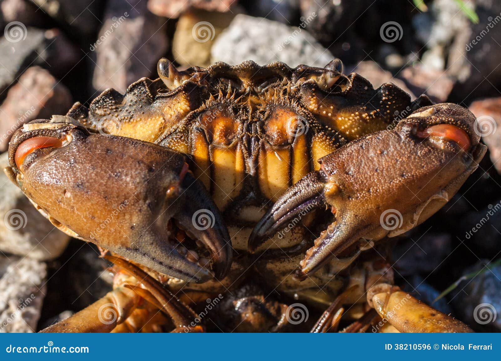 Close Up on a Crab with Big Claws Stock Photo - Image of ocean, dumb ...