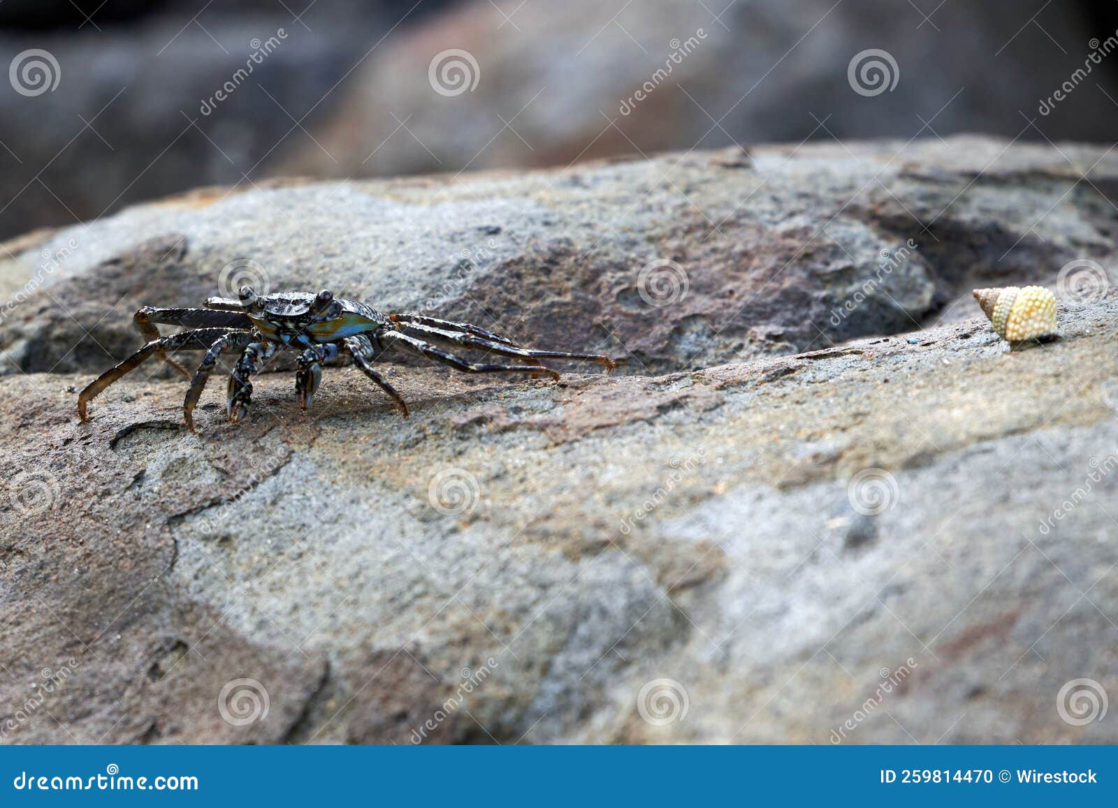 Close-up of a Crab on a Rock Looking into the Camera Stock Photo ...