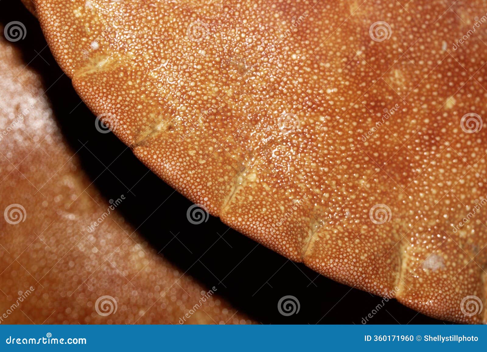 Close Up of a Crab Shell and Face Stock Photo - Image of orange, face ...