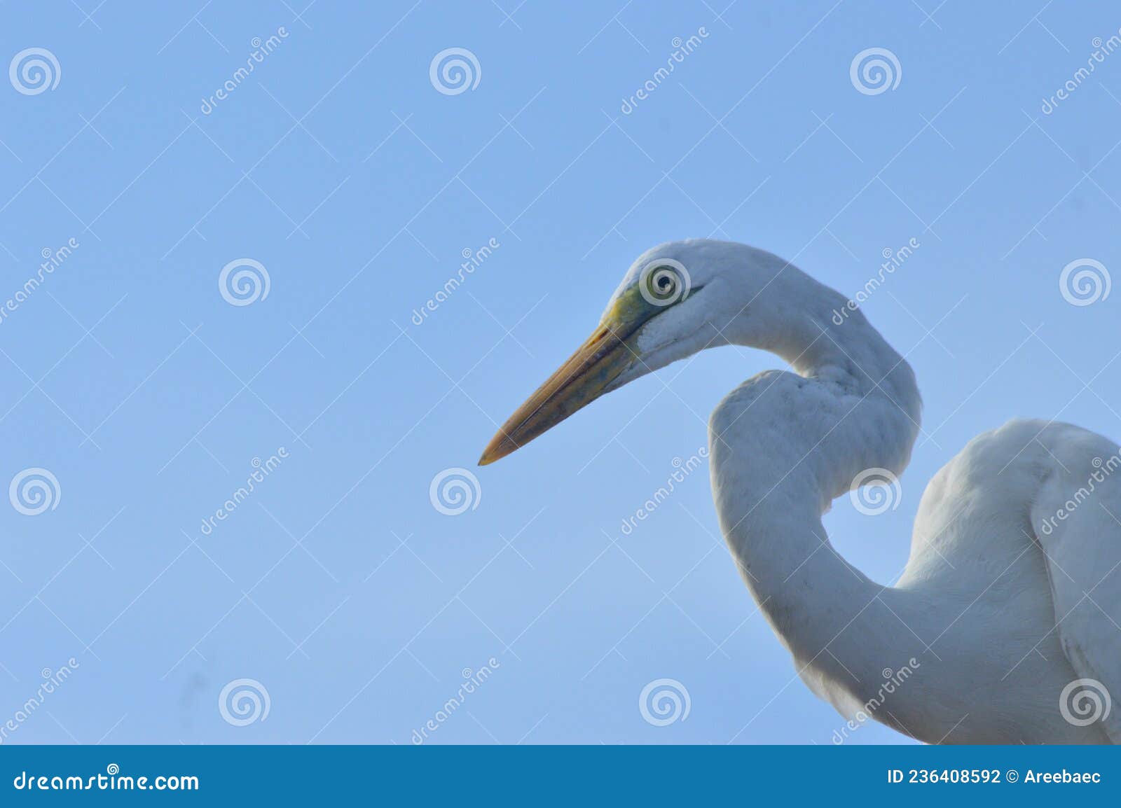 Close-up of a crane eye stock photo. Image of crane - 236408592