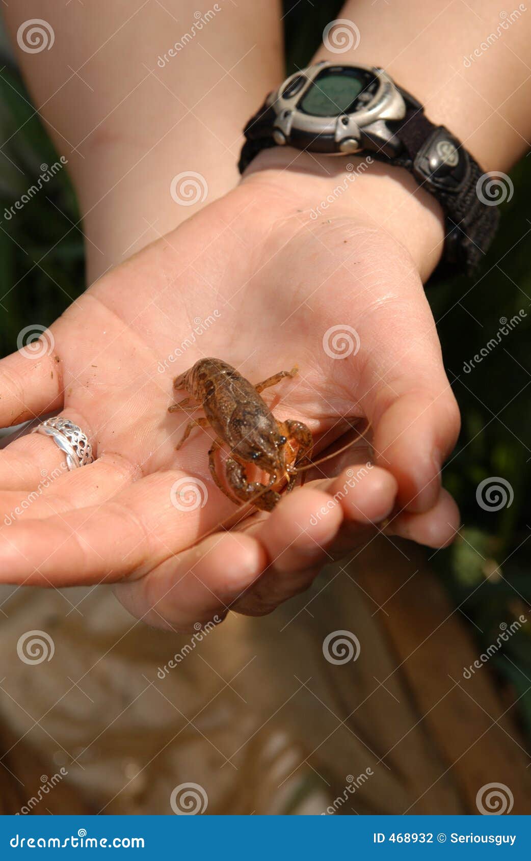 Close-up of Crawfish in Hands Stock Photo - Image of caught, crayfish ...