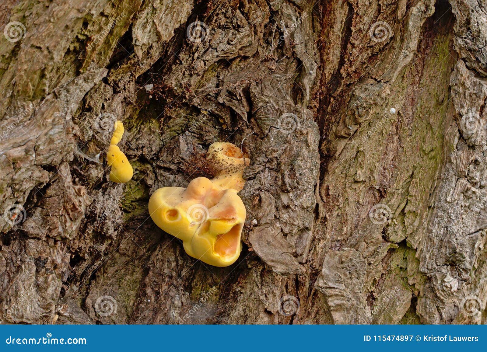Cream Colored Mushroom Growing on a Tree Trunk Stock Image - Image of ...