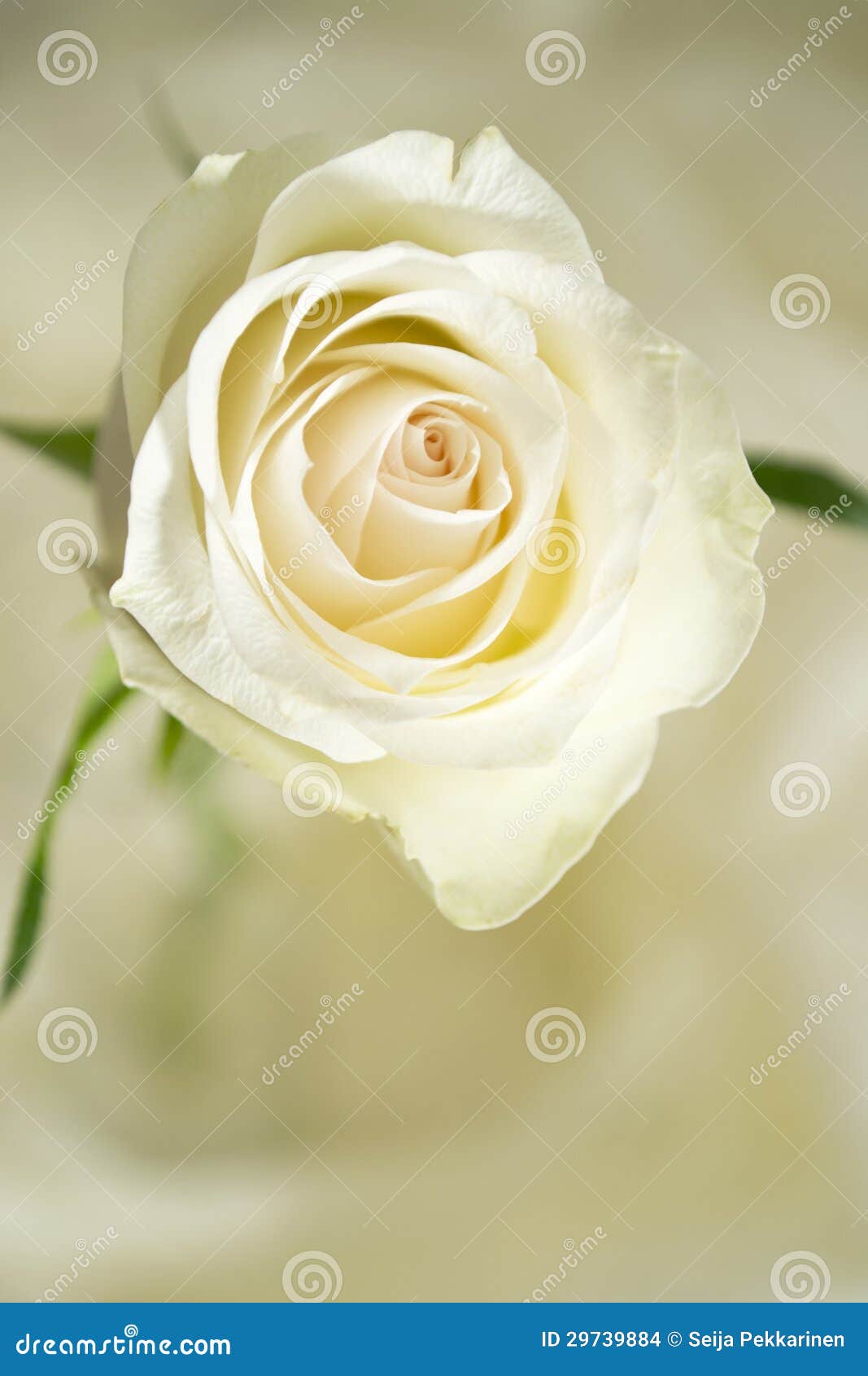 Rose cream colored stock photo. Image of genuine, white - 29739884