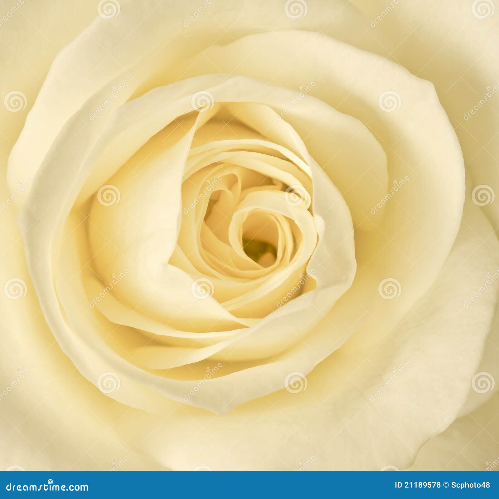 Cream Rose Background And Texture Royalty-Free Stock Photo ...