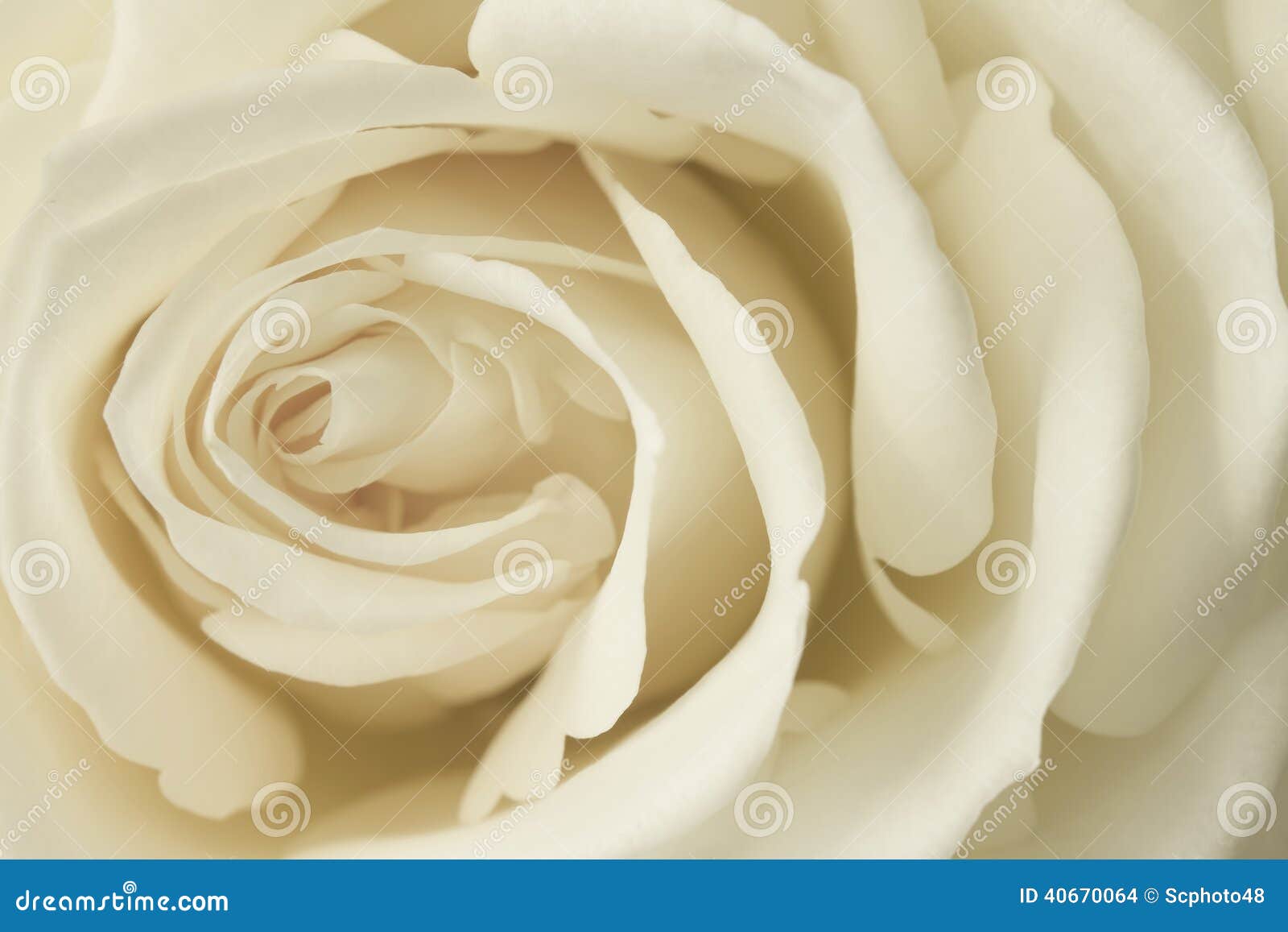 Cream Rose Background And Texture Royalty-Free Stock Photo ...
