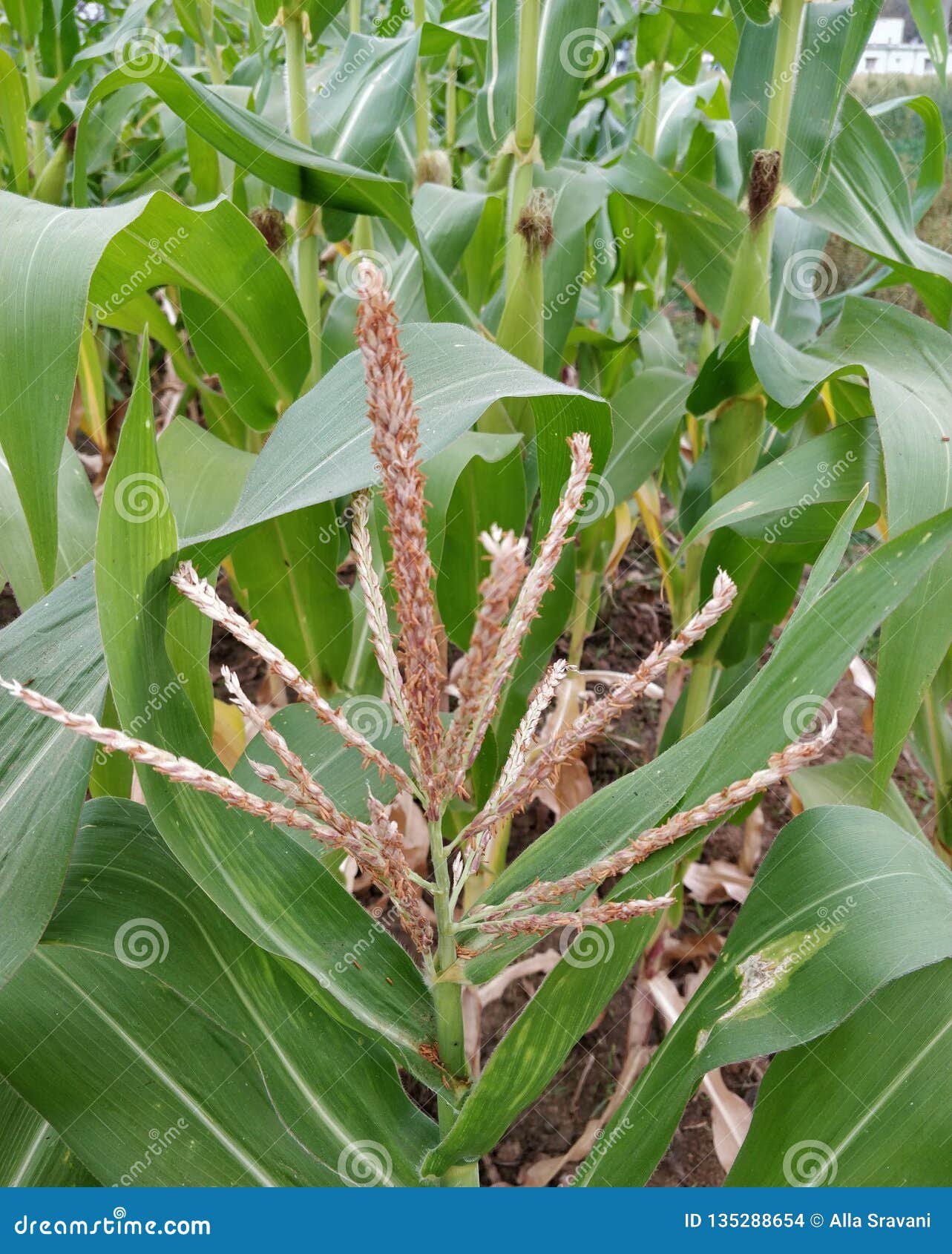 Close Up Crescente Da Planta De Milho Foto de Stock - Imagem de melhor ...