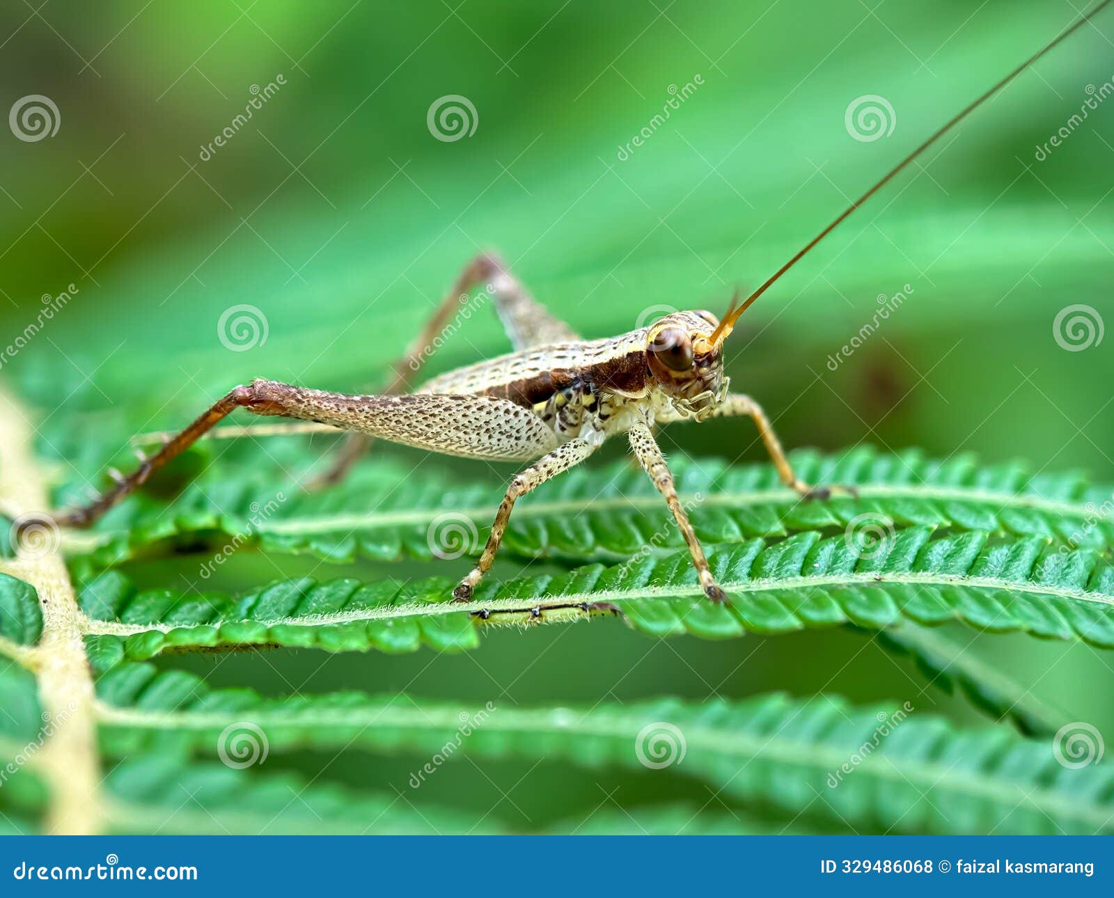 Cricket Insect. Close Up Of Cricket On White Background. Closeup ...