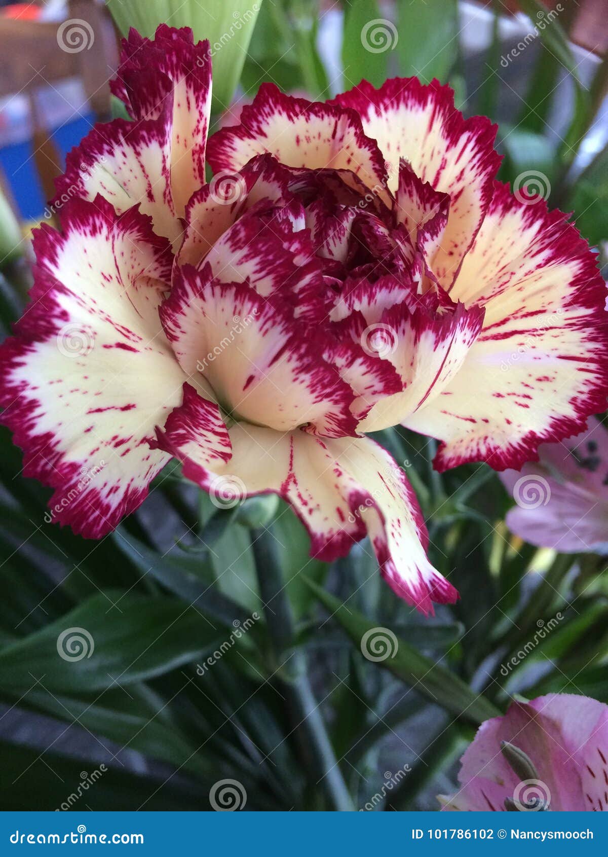Close Up of a Crimson and Cream Colored Carnation Stock Photo - Image ...