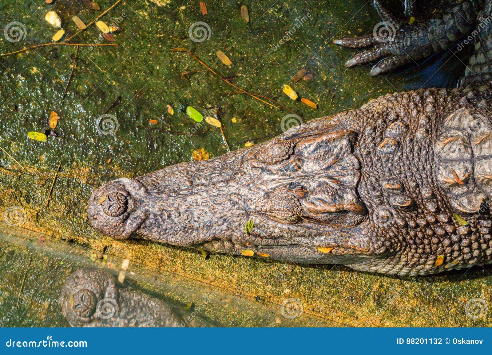 Close-up of crocodile head stock photo. Image of animal - 88201132