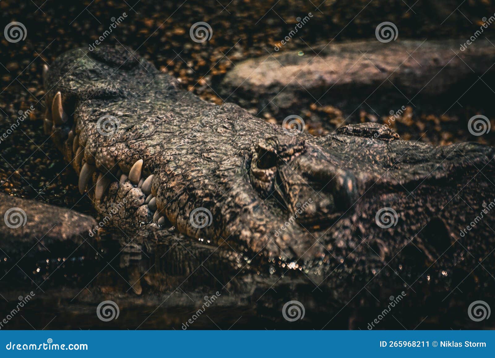 Close Up of a Crocodile in Lake Stock Image - Image of wildlife, water ...