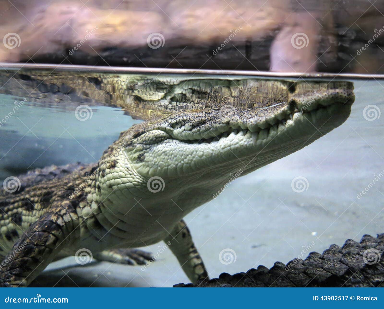 Close-up of a Crocodile in Natural Environment, View from Water Stock ...