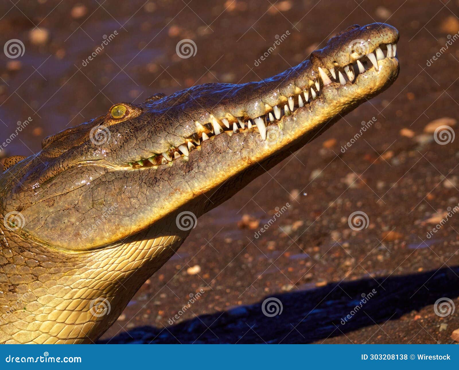 Close-up of a Crocodile with Razor-sharp Teeth, Bared in an ...