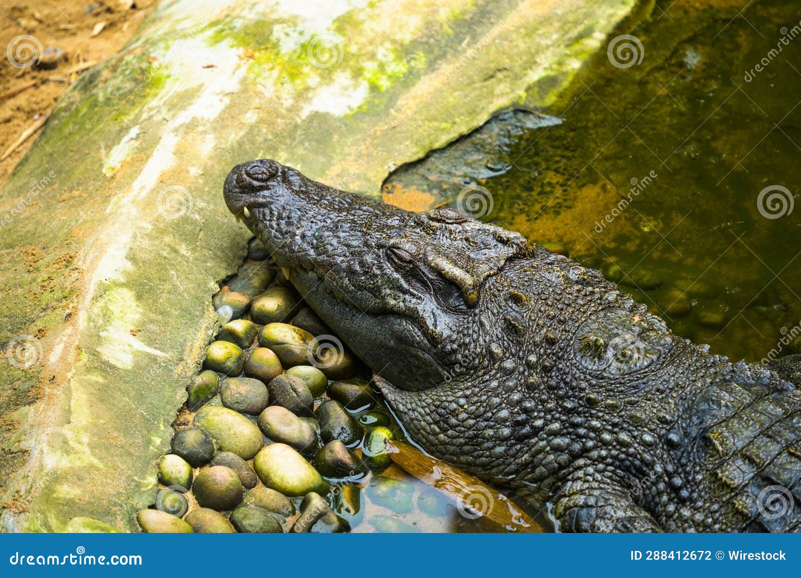 Close-up of a Crocodile Resting Its Head on a Pile of Rocks and Stones ...