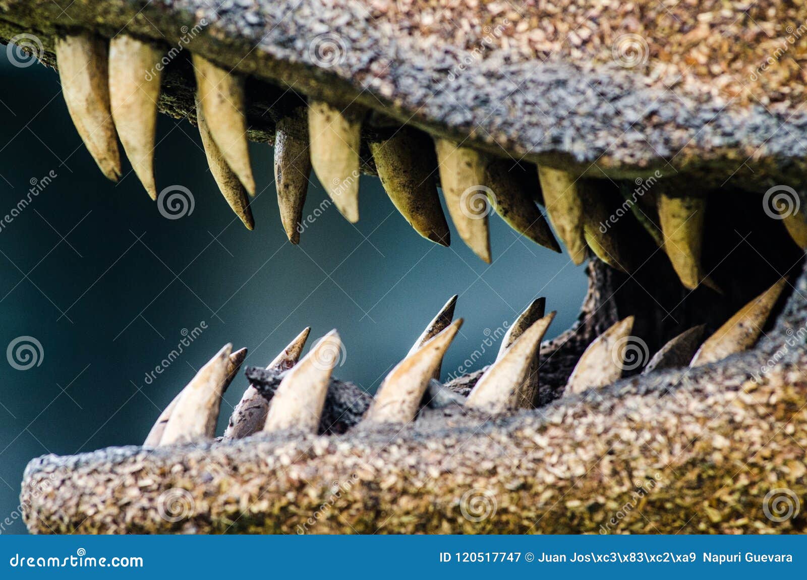 Close-up of a Crocodile`s Teeth Stock Image - Image of beast, close ...