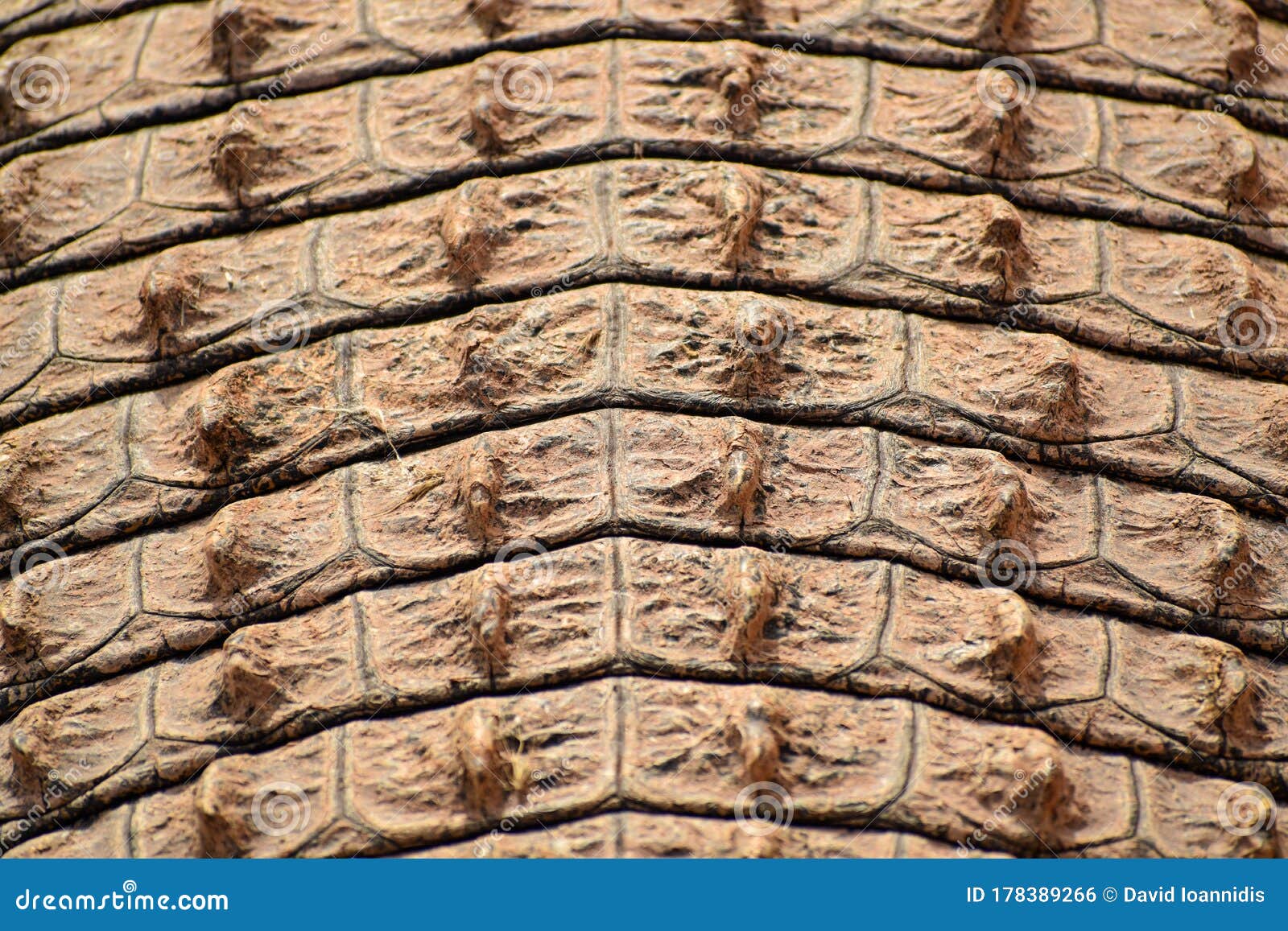 Close-up on Crocodile Scales Pattern Stock Photo - Image of hard ...