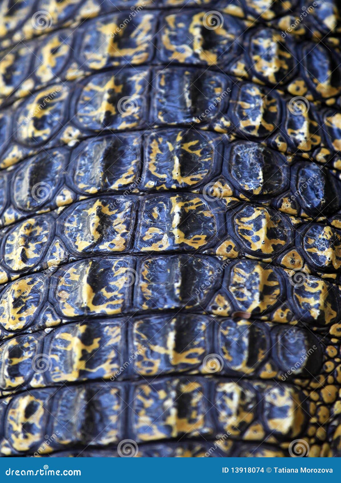 Close-up of crocodile skin stock photo. Image of abstract - 13918074