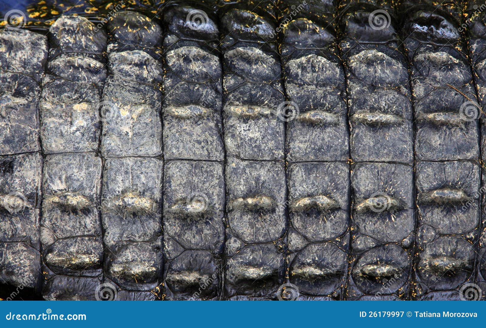 Close-up of crocodile skin stock image. Image of skin - 26179997