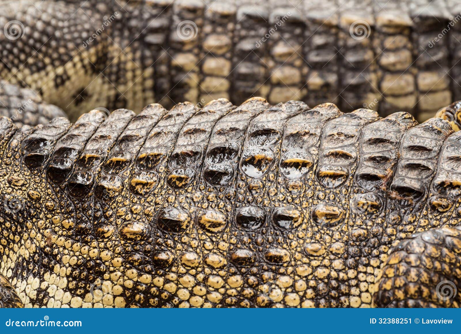 Close Up Of Crocodile Skin Stock Image - Image: 32388251