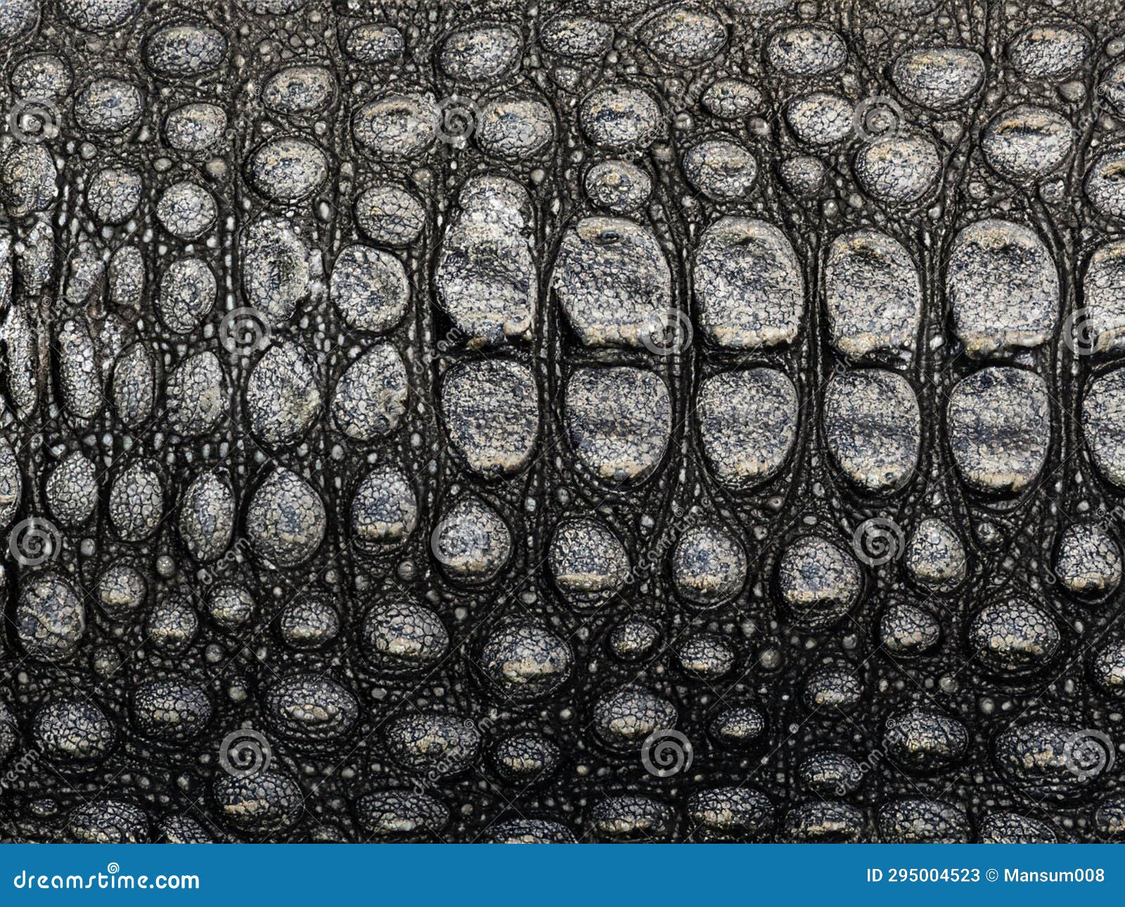 Crocodile Skin Texture Background Stock Image - Image of wild, natural ...