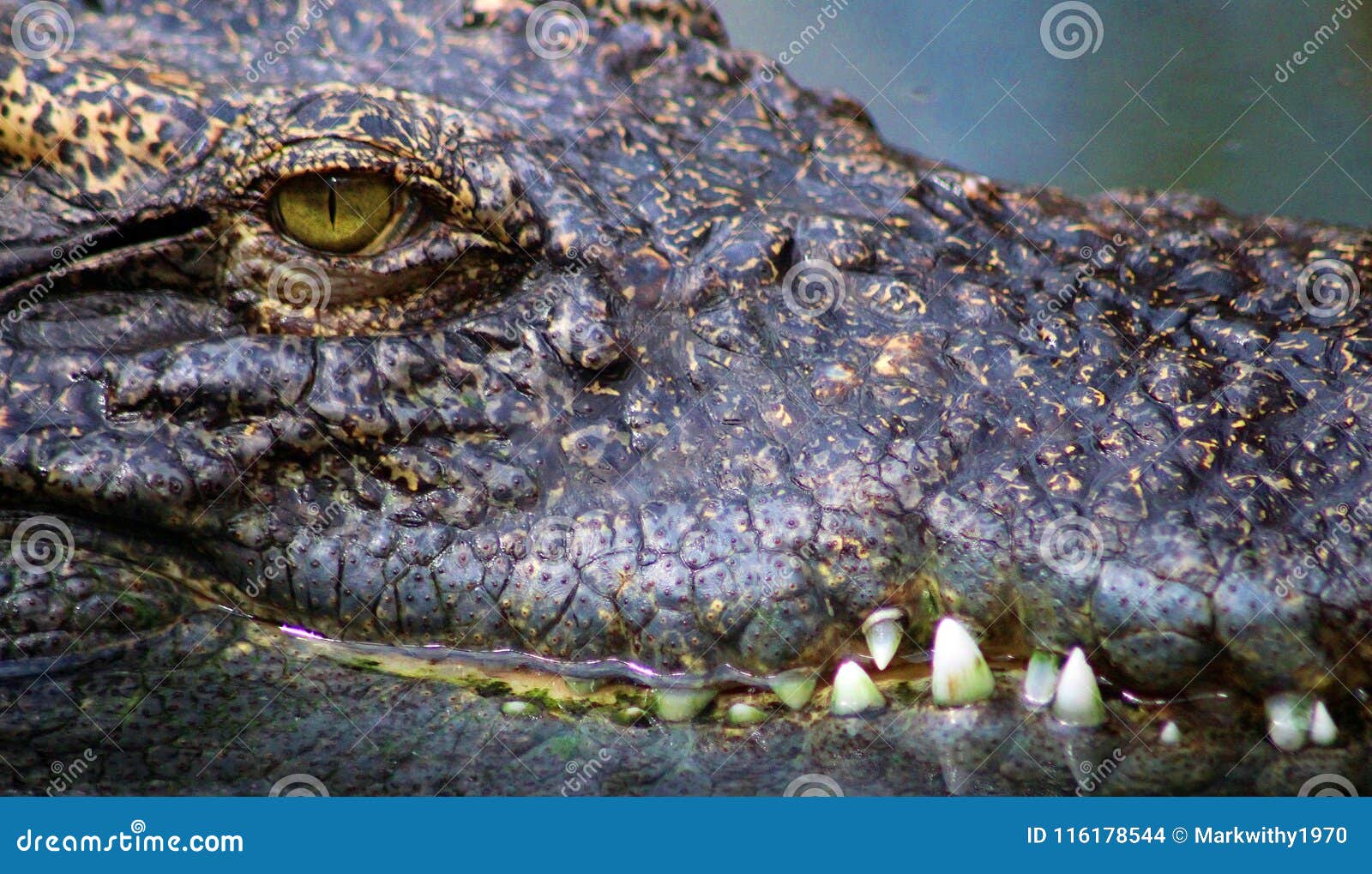 Close Up of a Crocodile Smile Stock Photo - Image of close, scale ...