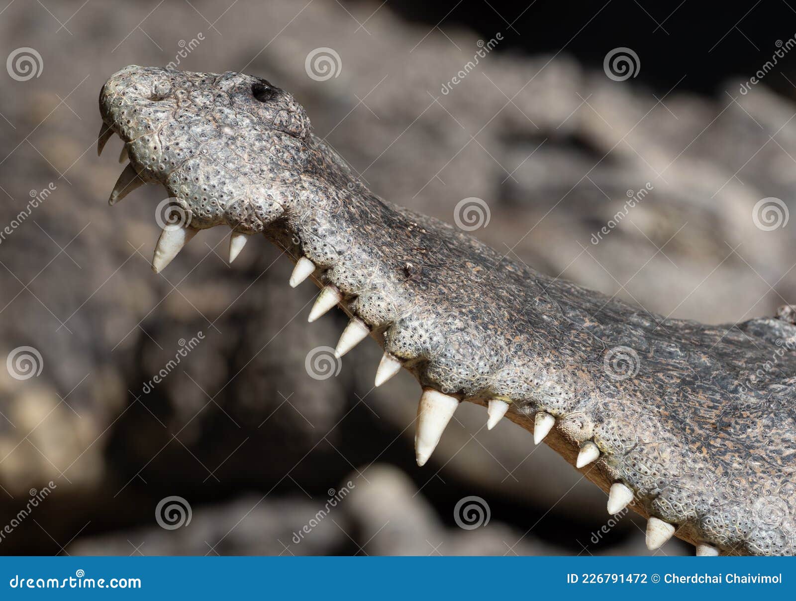 Close-up Crocodile Teeth Isolated on Background Stock Photo - Image of ...