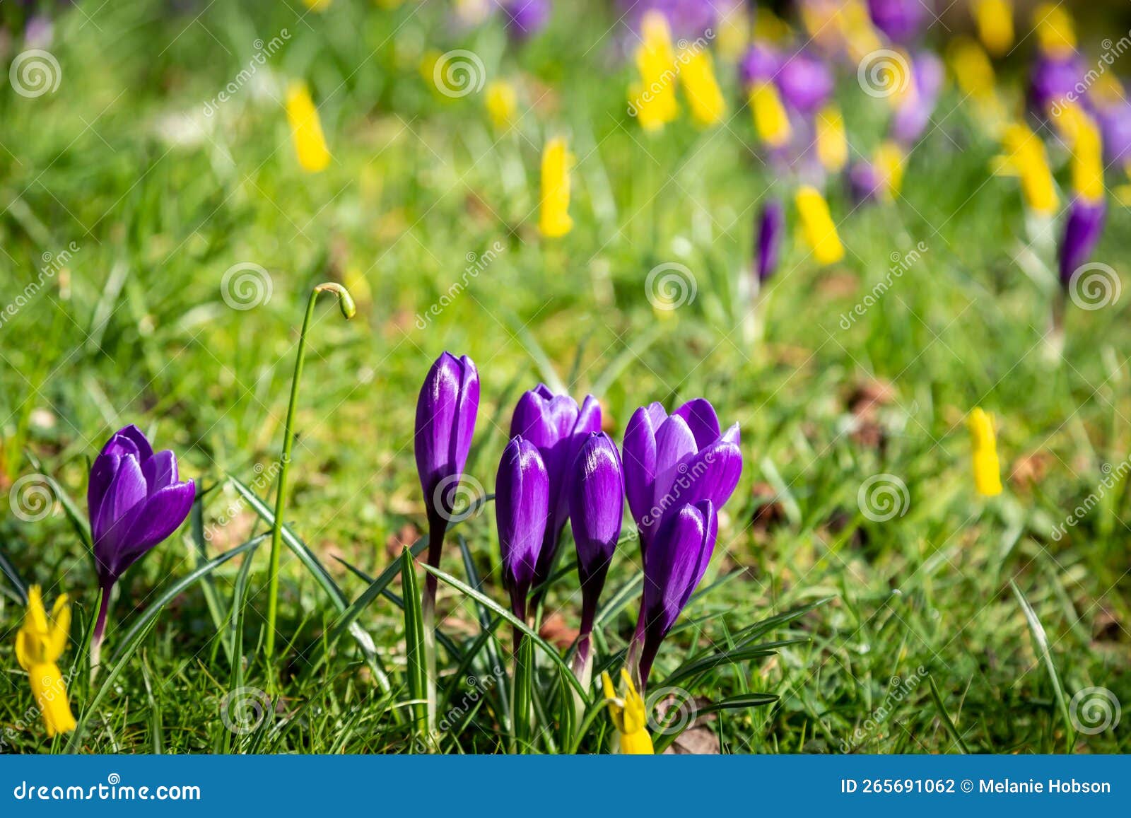 Purple Crocus Flowers in the Spring Sunshine Stock Photo - Image of ...