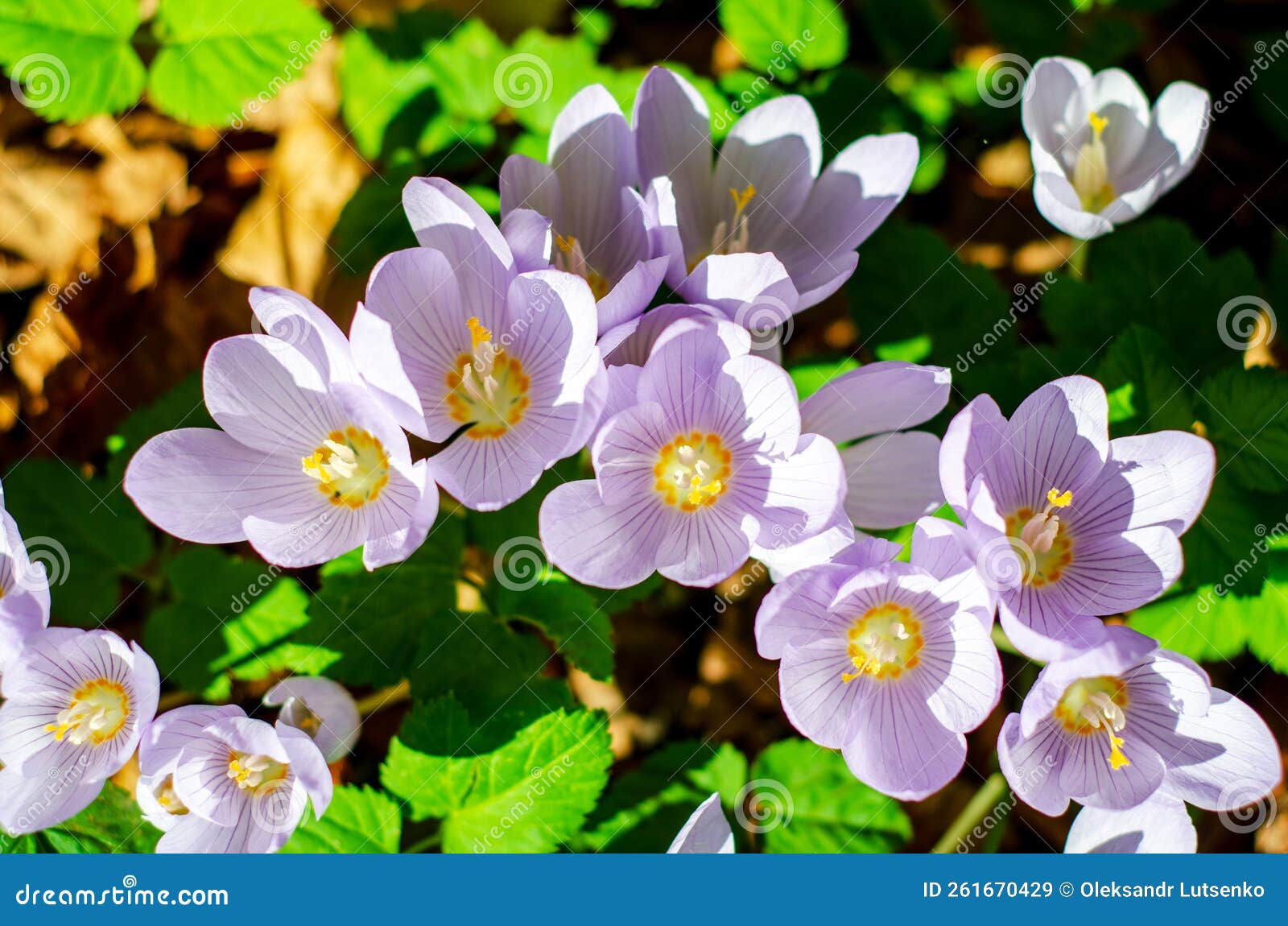 Close-up of Crocus Pulchellus, the Hairy Crocus Stock Image - Image of ...