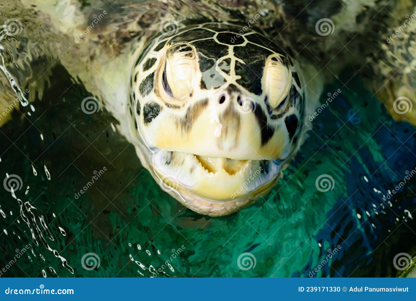 Close Up Crop of Hawksbill Sea Turtle`s Face Smiling for Camera Stock ...