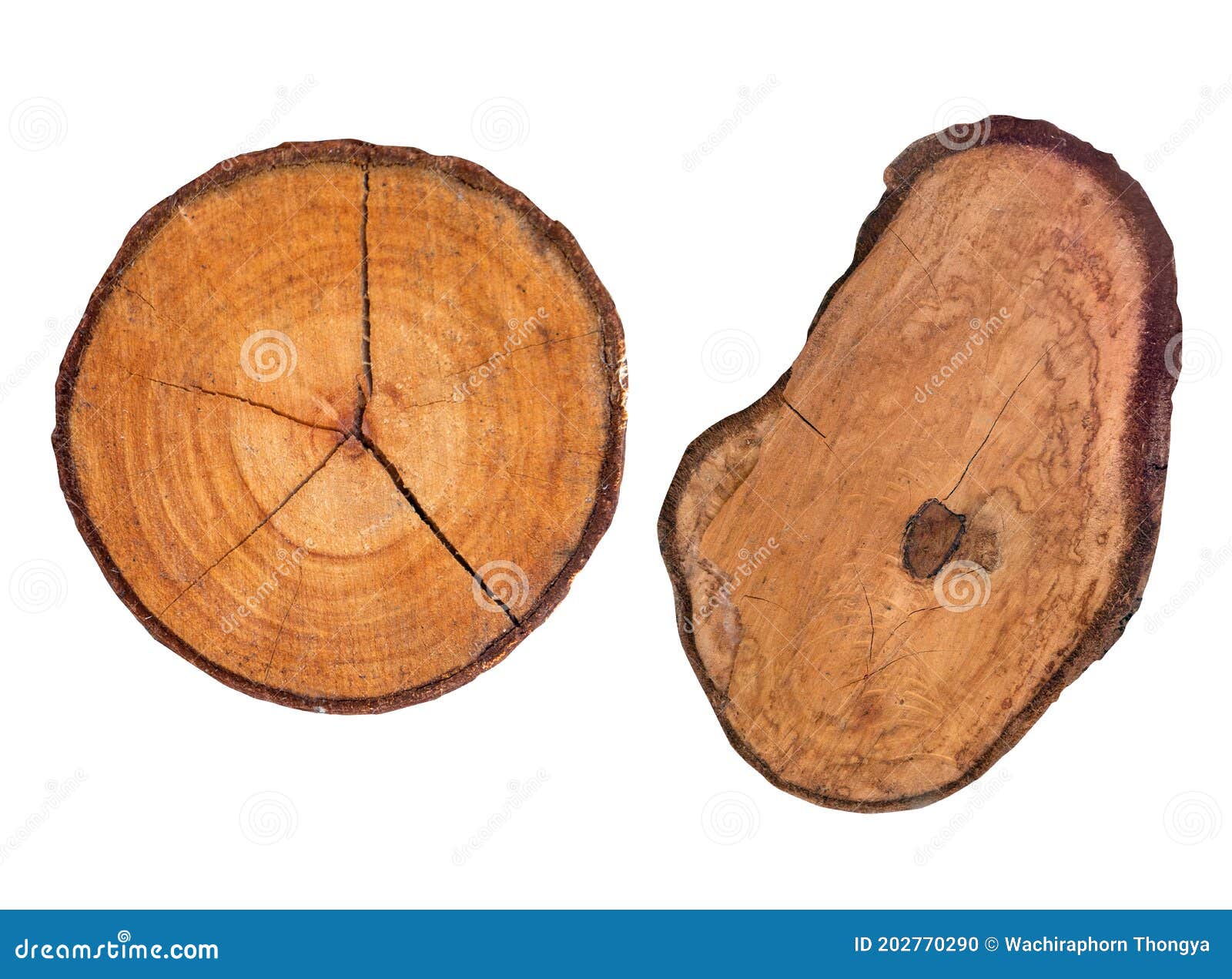 Close Up of Cross Section Cut Tree Trunk on a White Isolated Background ...