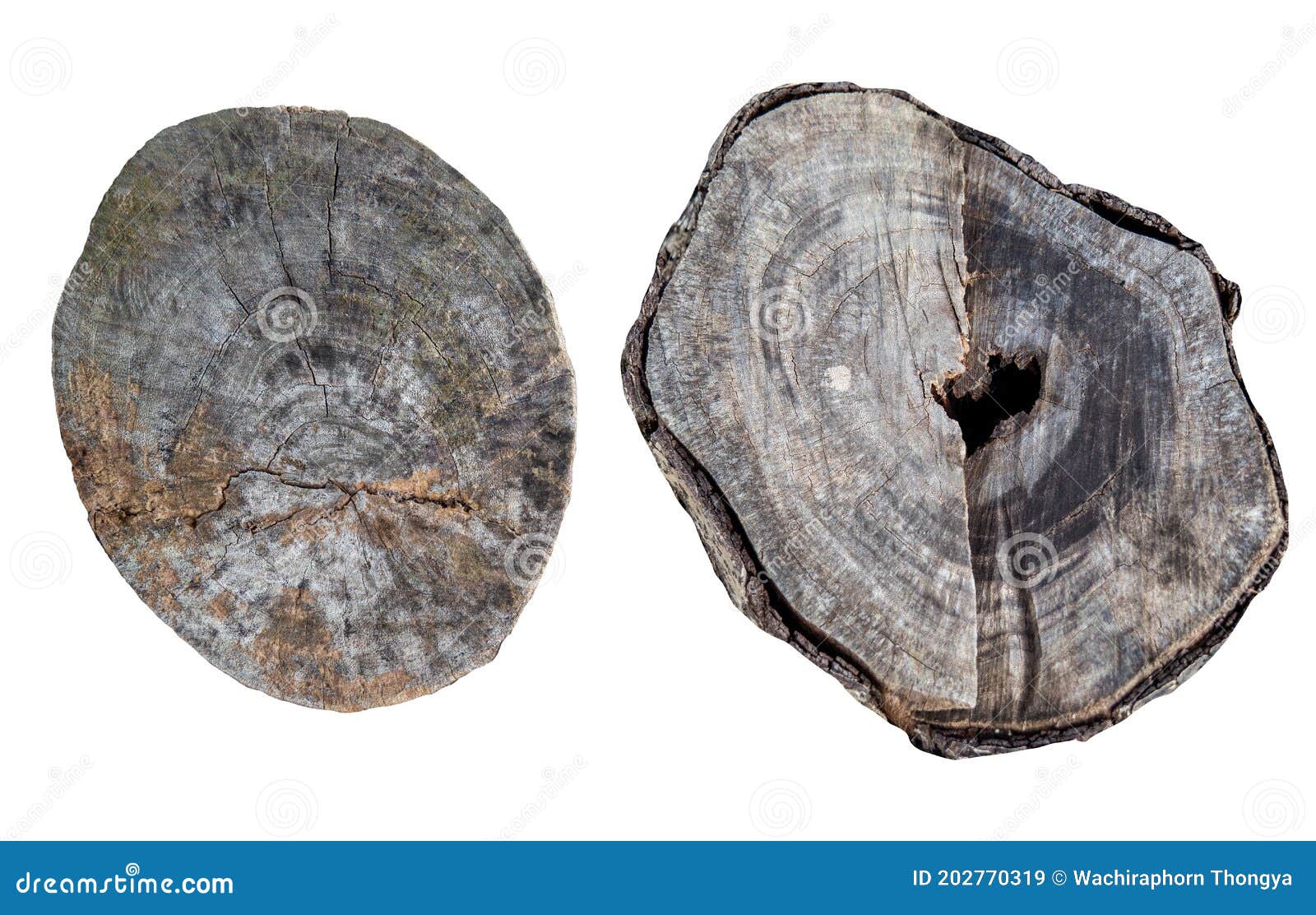 Close Up of Cross Section Cut Tree Trunk on a White Isolated Background ...