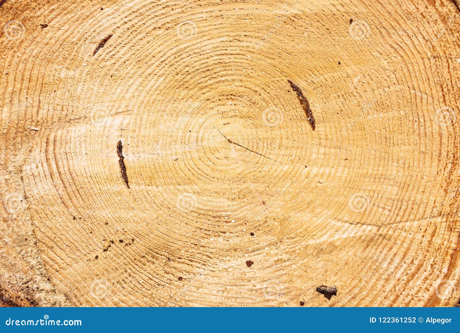 Close Up of the Cross Section of a Log Stock Photo - Image of rings ...