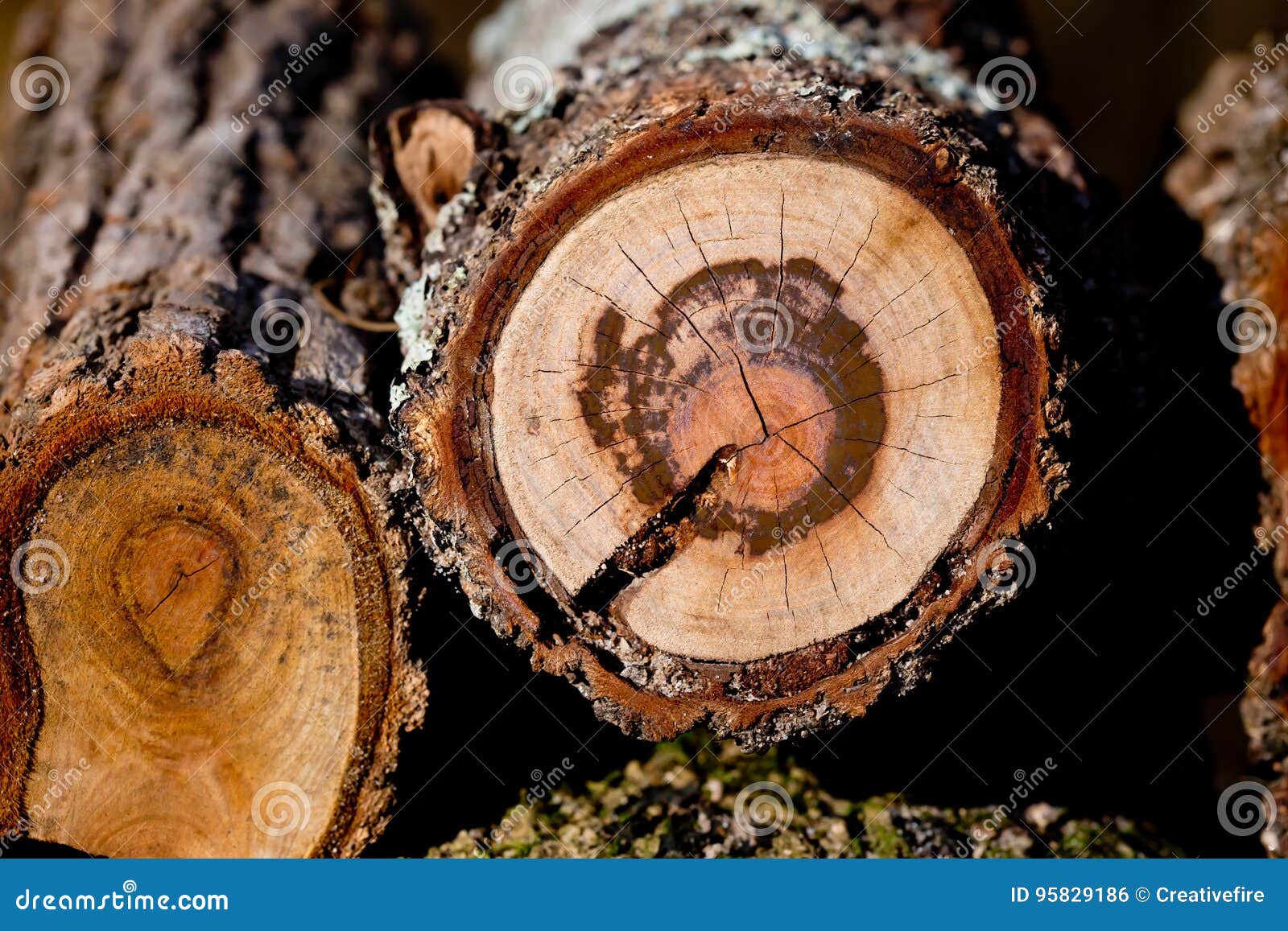 Close Up of Cross Section of Log Stock Photo - Image of firewood ...