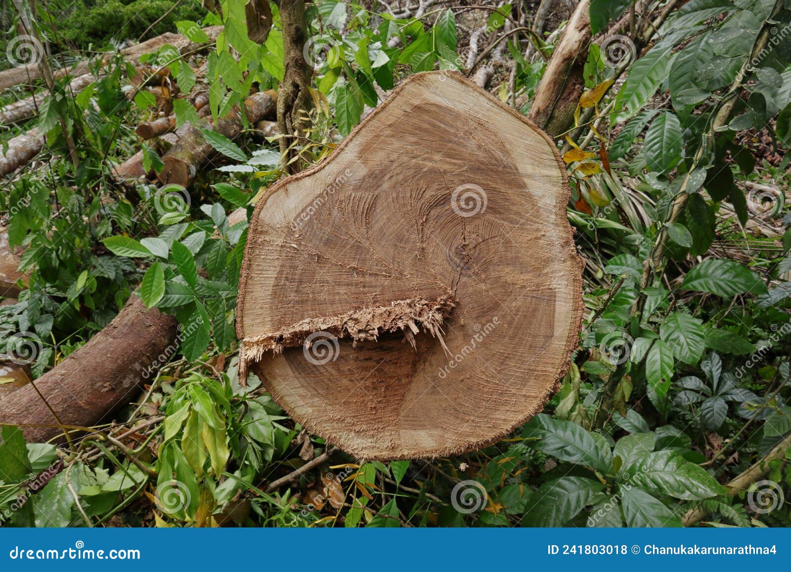 Pericopsis Mooniana, The Nandu Wood Or Nedun Tree, Is A Species Of ...