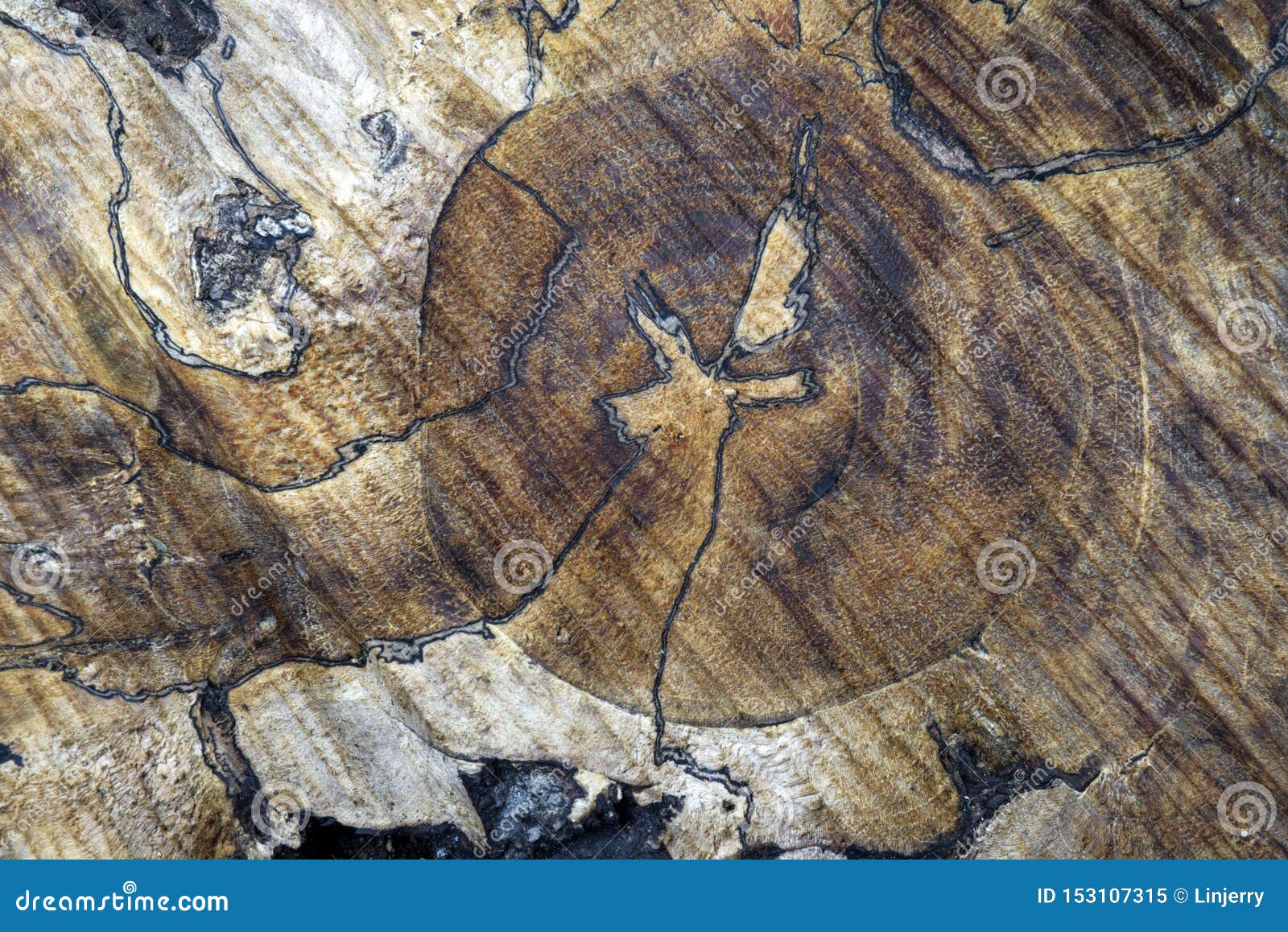 Cross Section of Tree Trunk Texture or Background Stock Image - Image ...