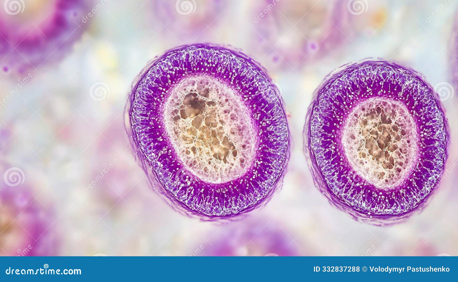 A Close Up of a Cross Section of a Plant Cell Stock Photo - Image of ...