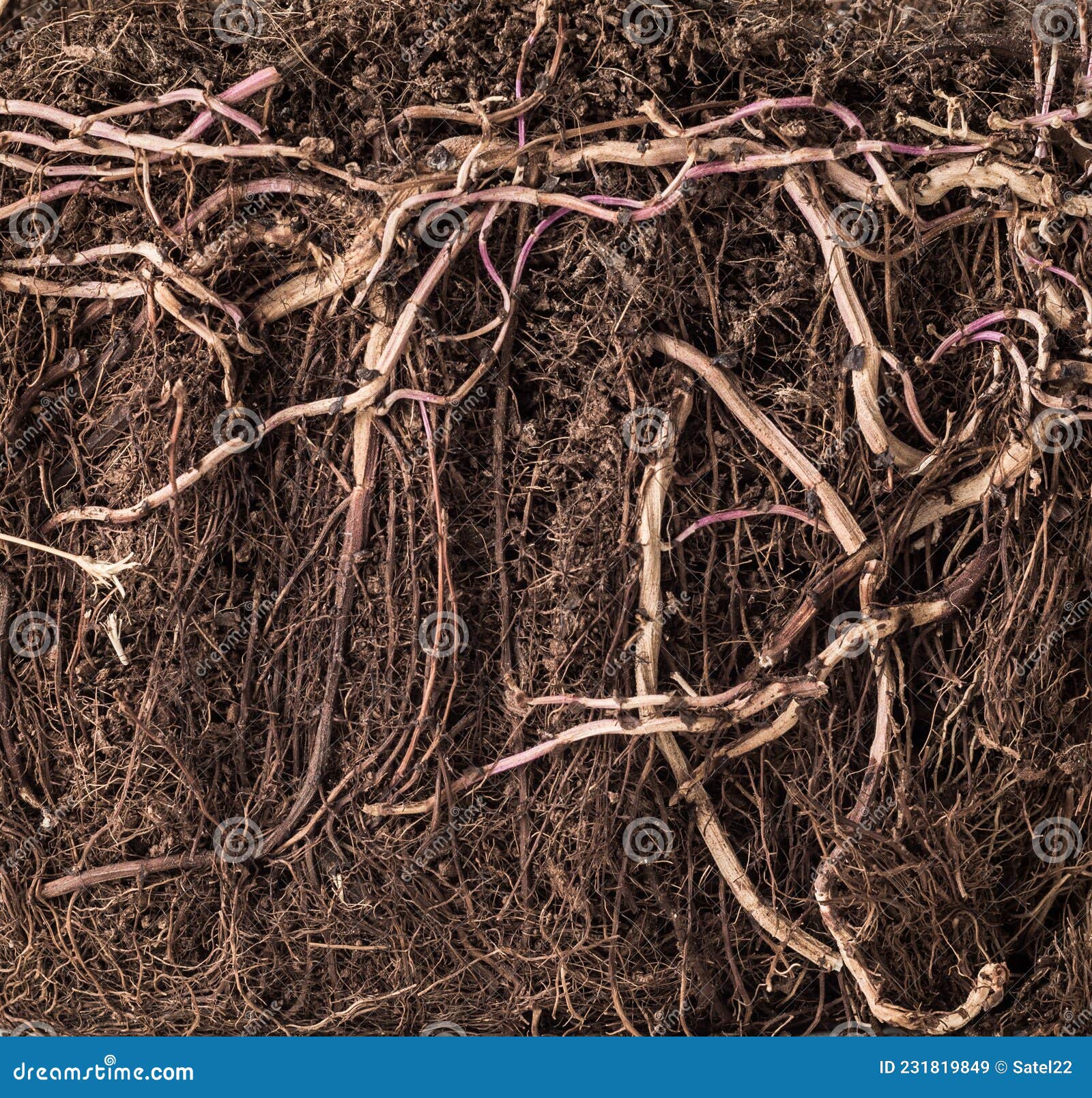 Earth or Soil Details and Background Stock Image - Image of plant ...