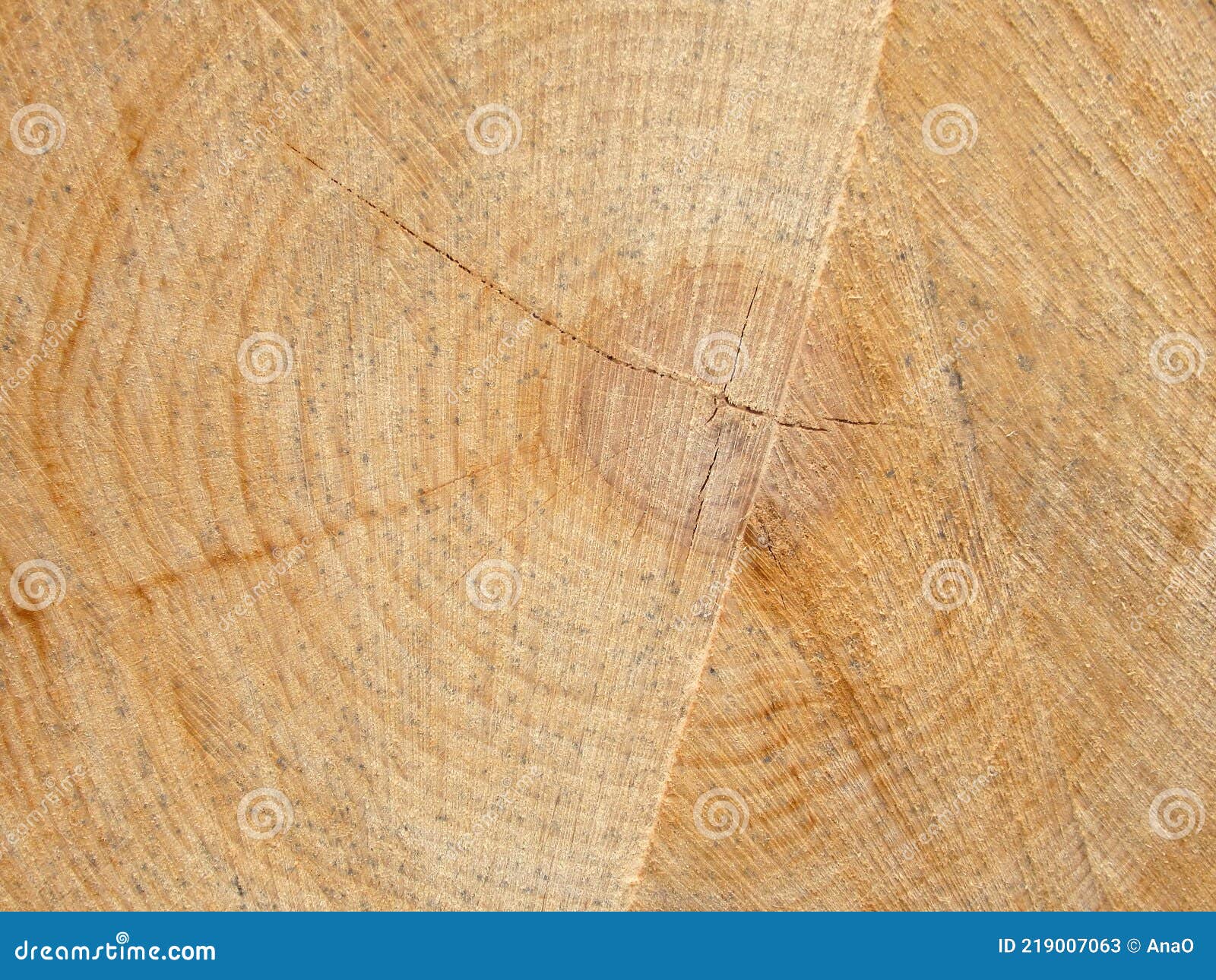 Close-up of a Cross Section of a Tree Stump Showing Aging Circles Stock ...