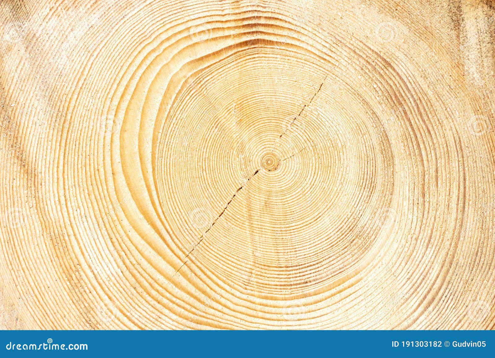 Close-up of a Cross Section of a Tree Stump Showing Aging Circles ...
