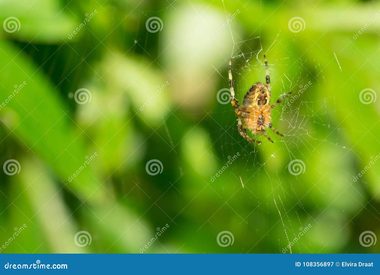 Cross Spider stock image. Image of garden, house, animal - 108356897