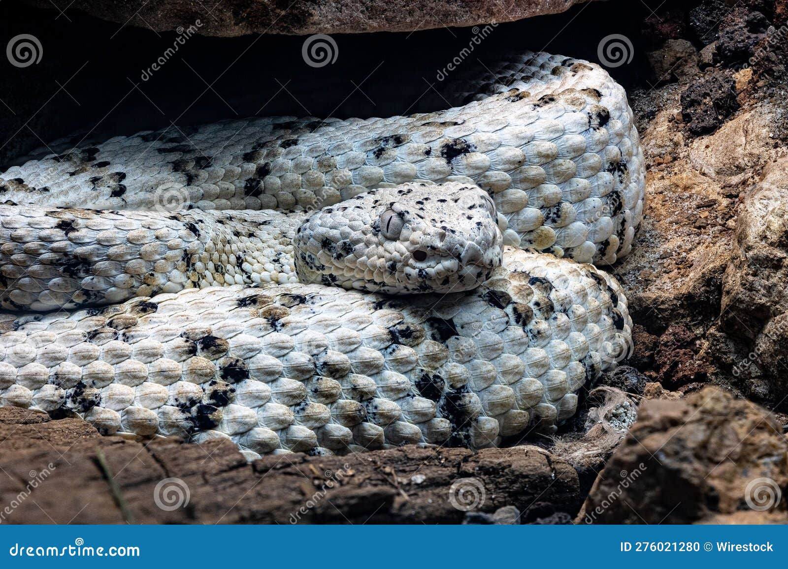 Close-up Of Crotalus Atrox Or Western Diamondback Rattlesnake ...