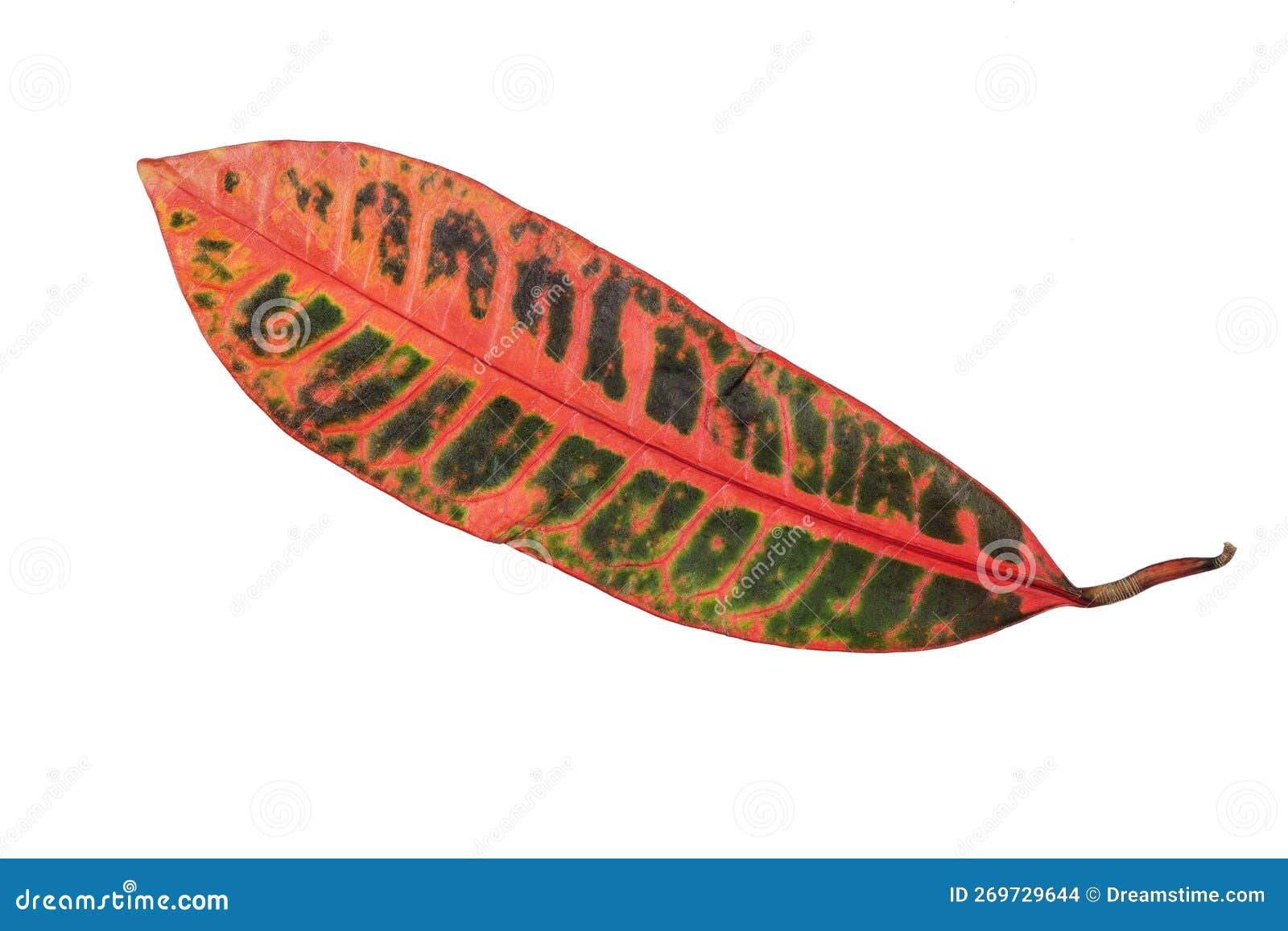 Croton Codiaeum Variegatum Showing the Beautiful Pattern Isolated on ...