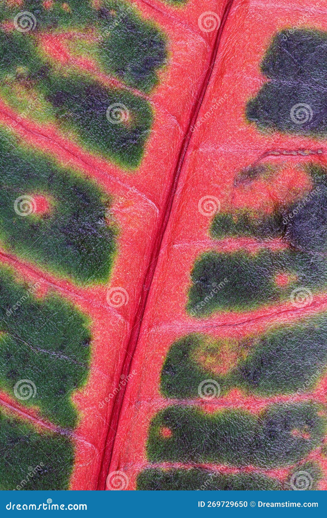 Croton Codiaeum Variegatum Showing the Beautiful Pattern of Veins Stock ...
