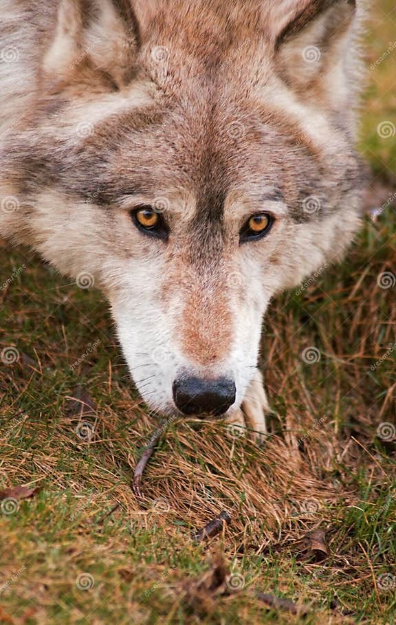 Close Up Crouching Timber Wolf Stock Photo - Image of mammal, wildlife ...