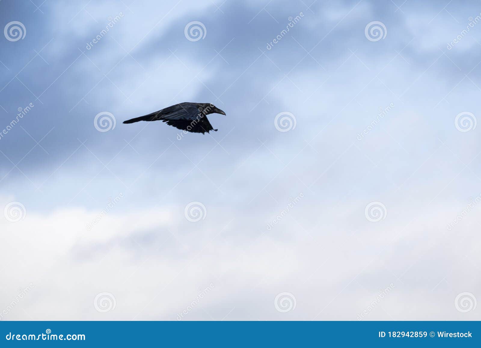 A Close-up of a Crow Flying Stock Image - Image of blackcrow, prey ...