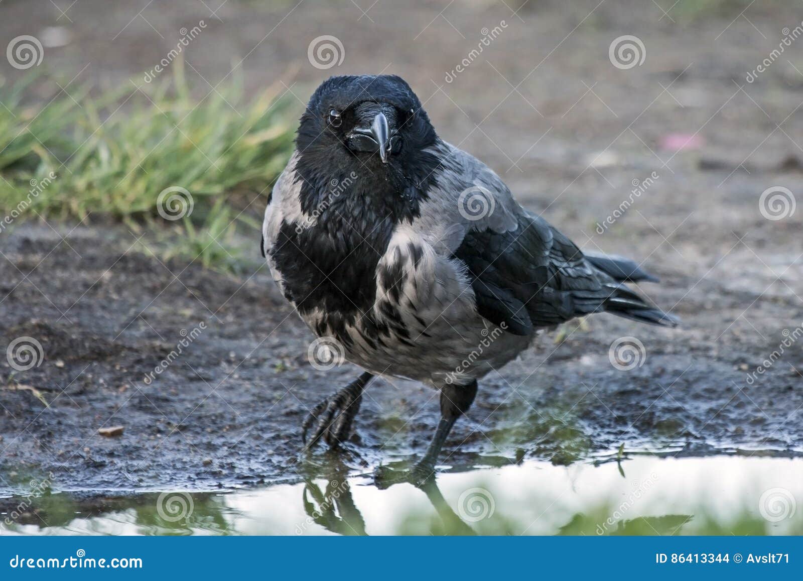 Close-up of crow stock photo. Image of birdwatching, blue - 86413344