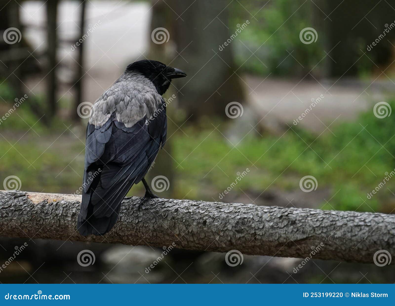Close-up of Crow Perching on Branch Stock Photo - Image of close, bird ...