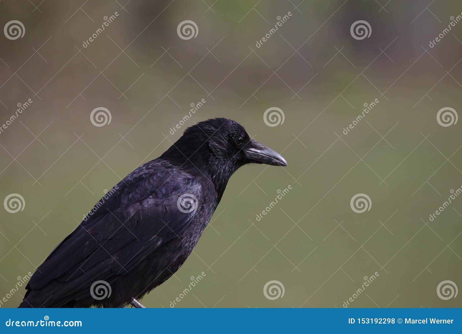 Raven Watching From A Tree Royalty-Free Stock Photography ...