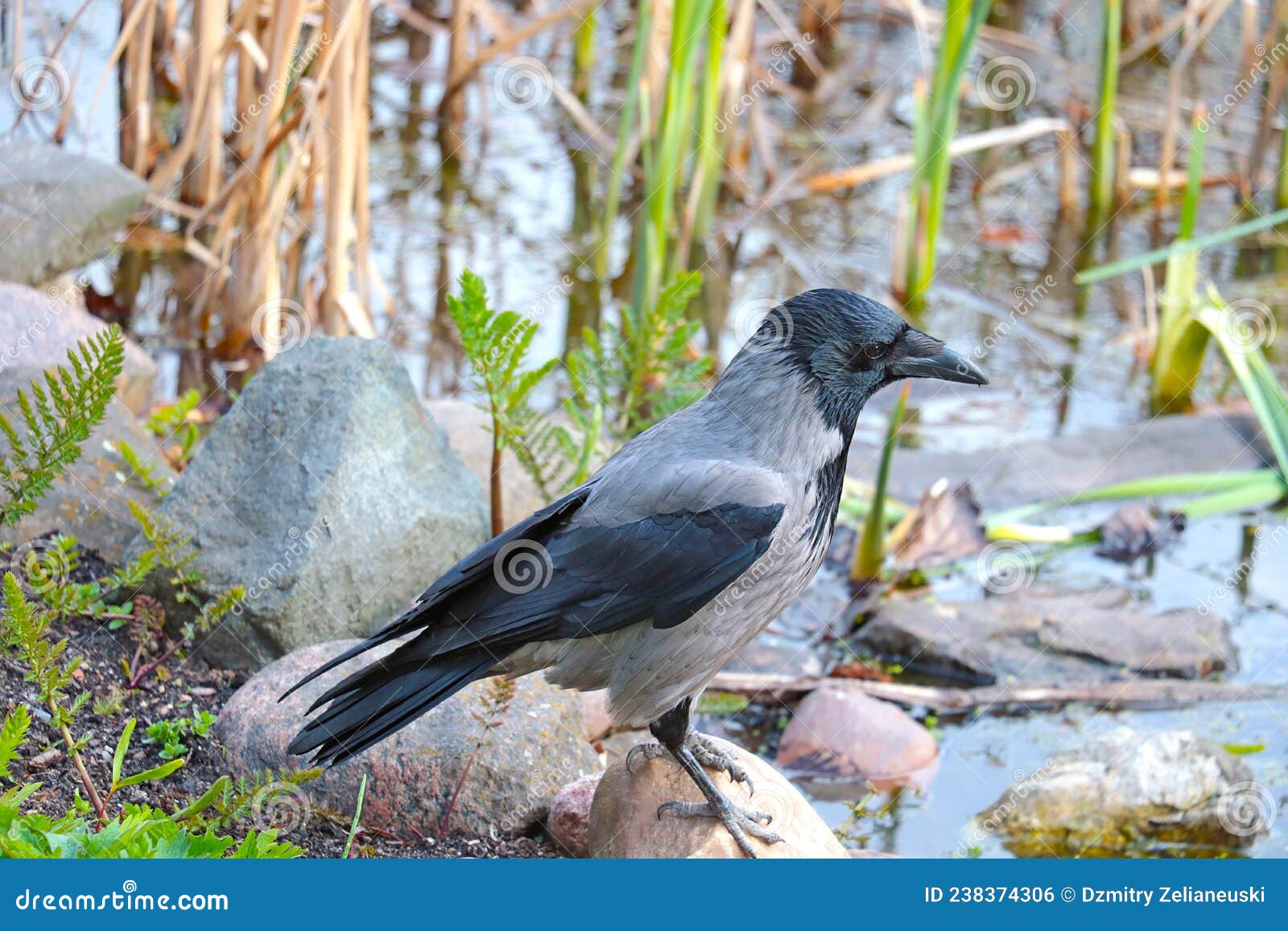 Close-up of the Crow. There is a Crow on a Rock. Stock Photo - Image of ...